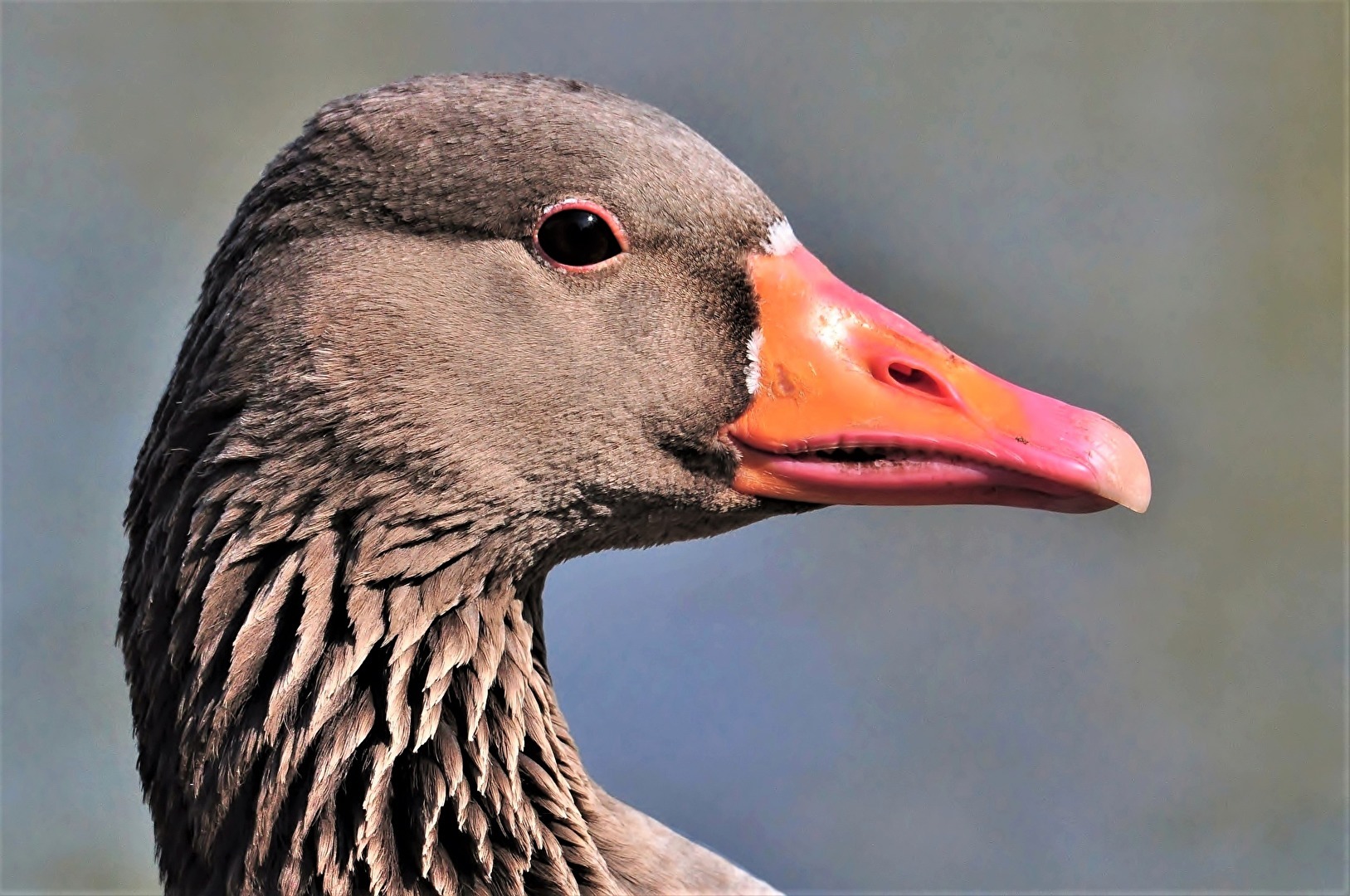 " Ganz viel Gans " von Detlef Laemmel - Photoclub - Fotocommunity ...